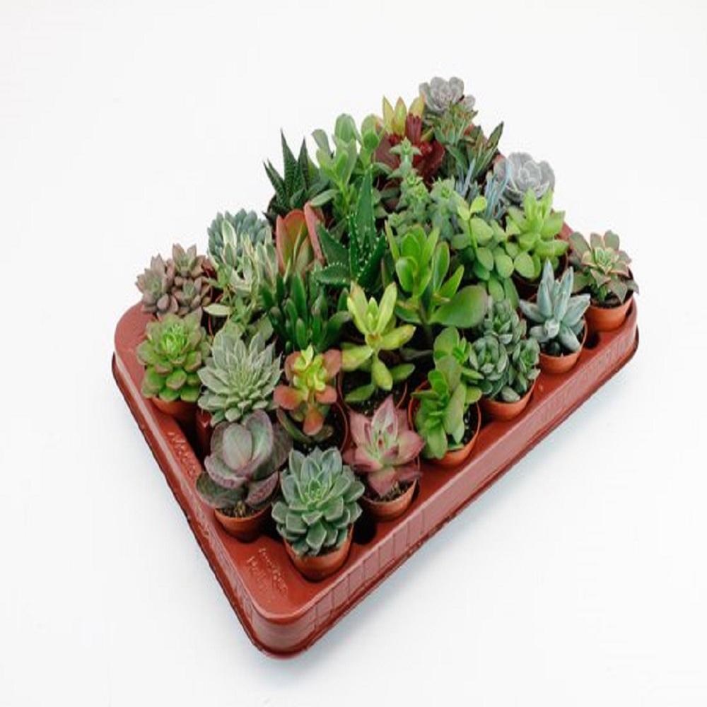 Set de 30 suculentas LOCK Ø5,5cm – Plantas fáciles de cuidar para ...