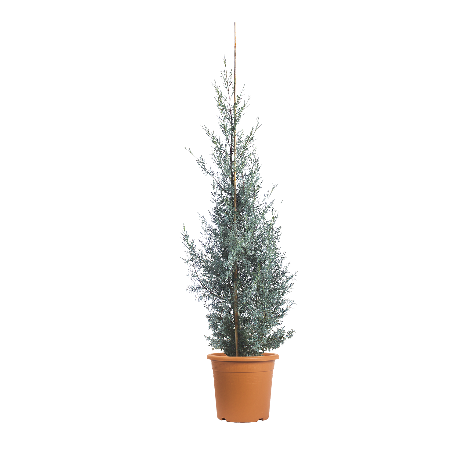 KENTIS - Cupressus Arizonica Fastigiata Glauca – Cyprès bleu ...