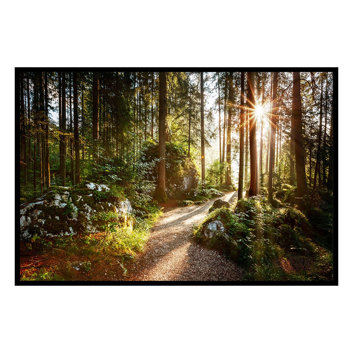 Affiche encadrée – Chemin forestier ensoleillé - 60x40cm | Leroy Merlin
