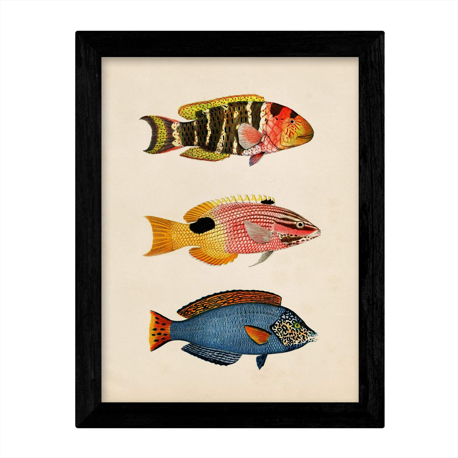 Set De 4 Láminas De Peces Coloridos Efecto Vintage. Composicion De 12 ...