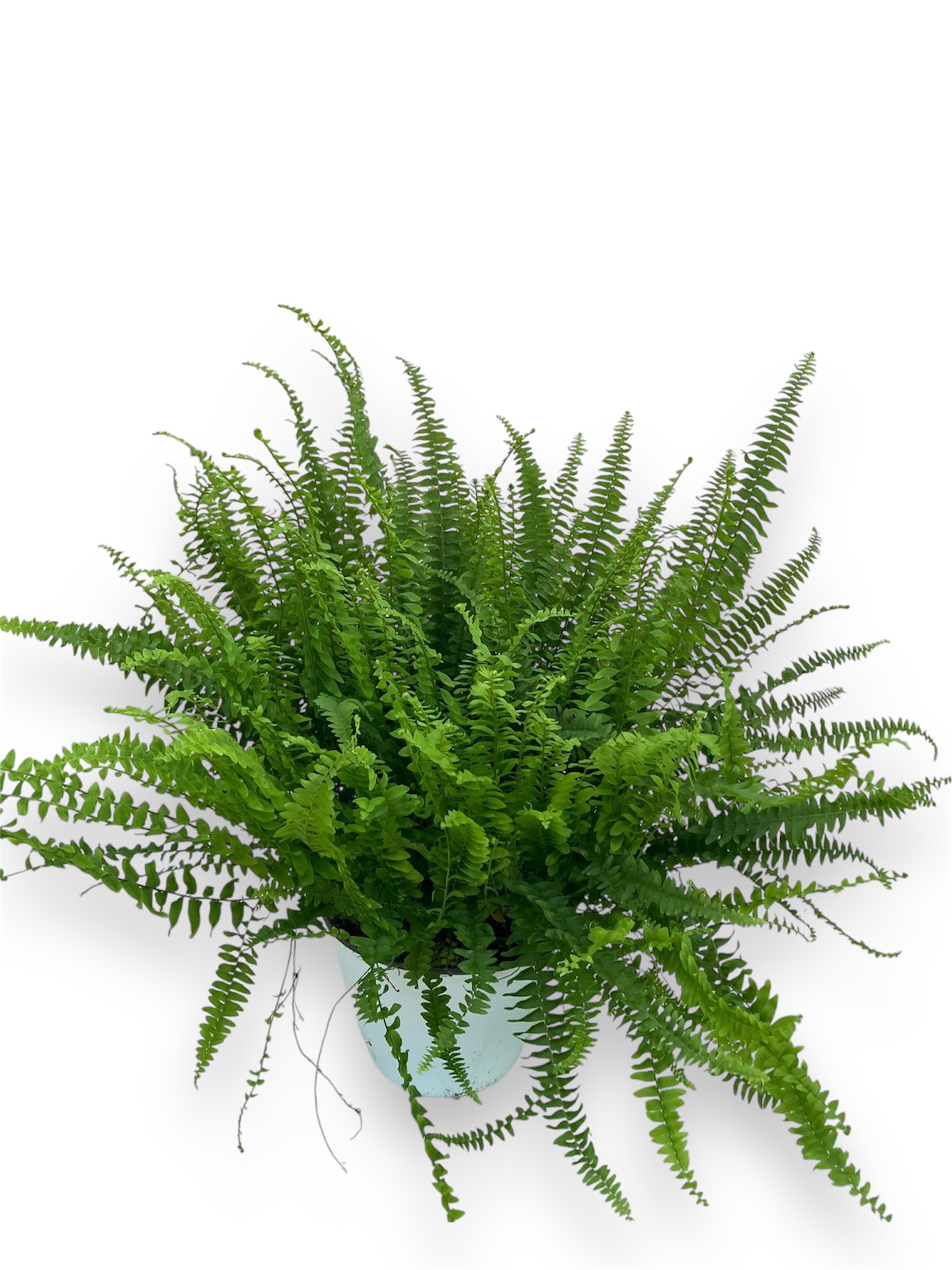 Felce Vaso 18 | Leroy Merlin