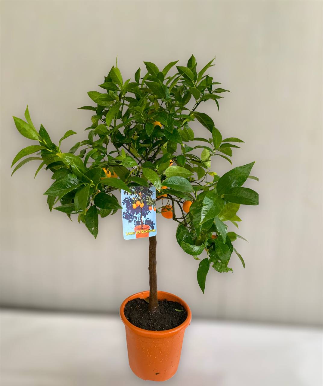 Pianta di limone x clementino citrus limon x citrus clementina ibrido ...