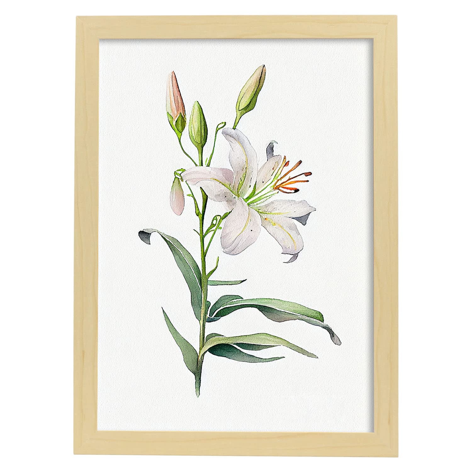 Nacnic Poster De Lirio Estilo Nórdico Ilustraciones De Botánica Con Flores Y Plantas En Acuarela ...