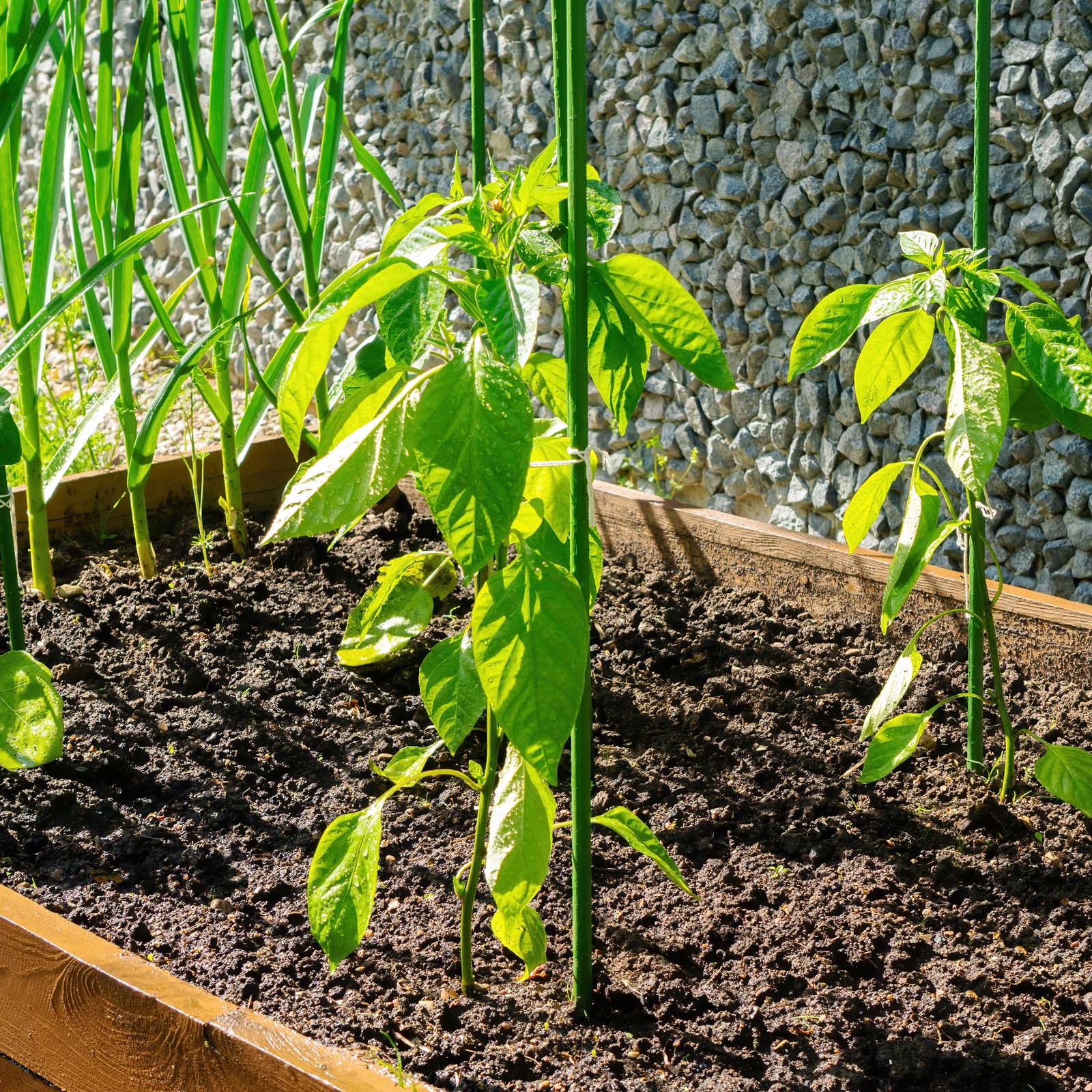 Toboli Lot de 10x Tuteurs Plantes – Ø 8 x 600 mm – en Vert – en Métal ...