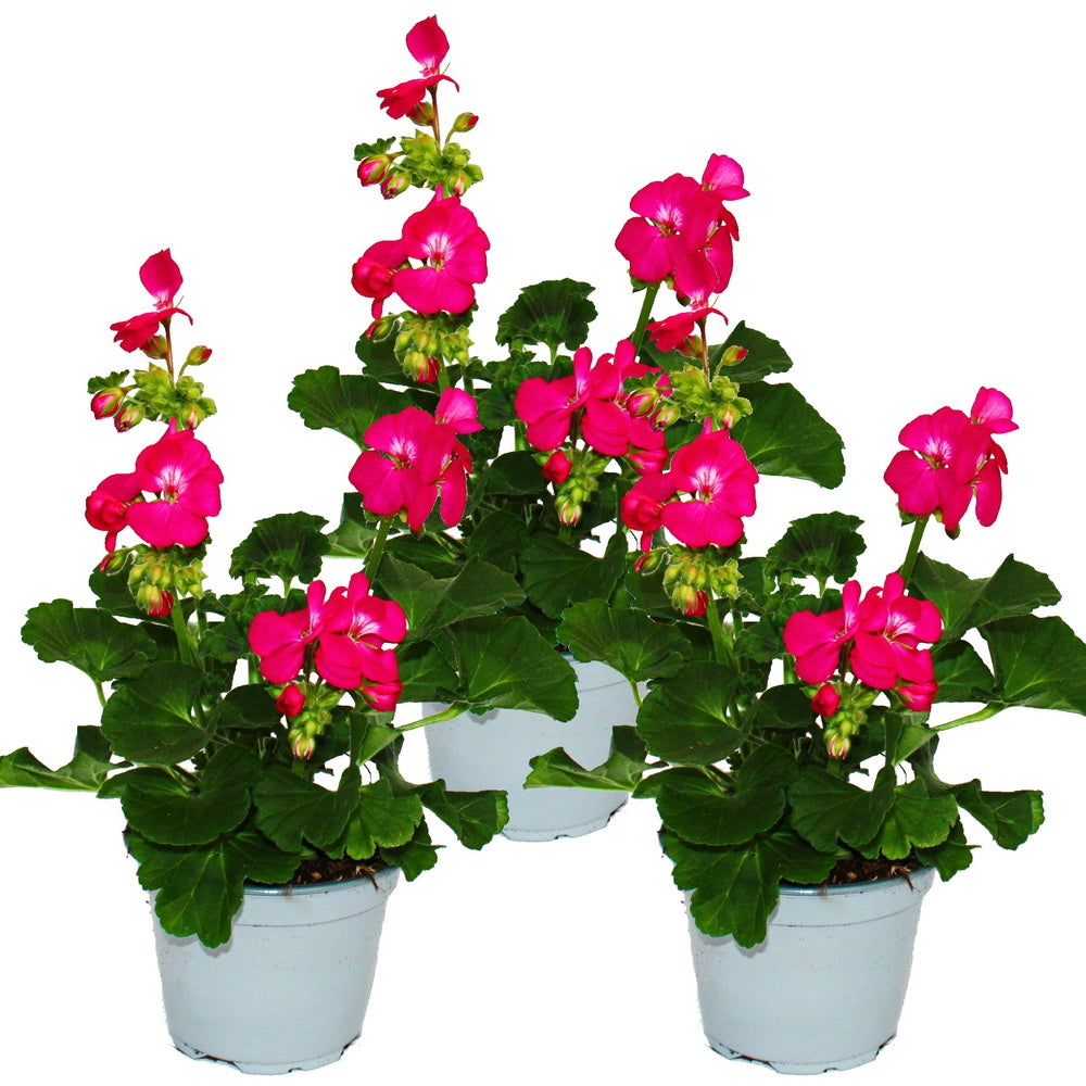 Geranio eretto - Pelargonium zonale - vaso da 12 cm - set di 3 piante ...