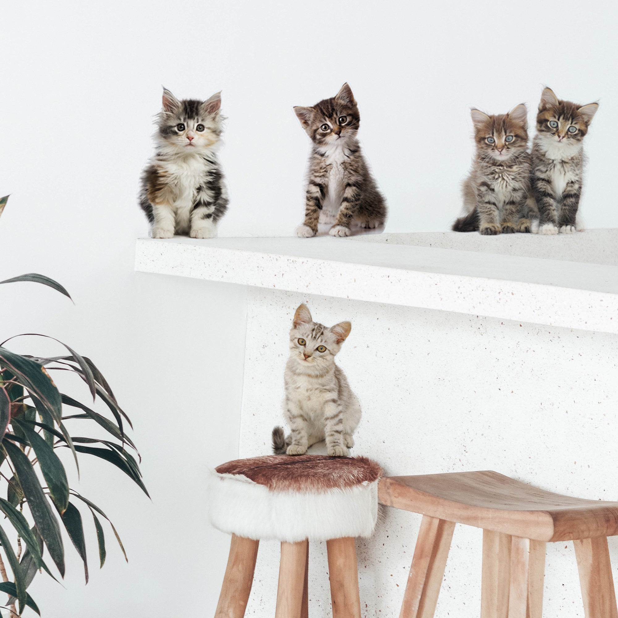 Adhesivo decorativo, foto de 5 gatitos alineados con un pelaje muy ...