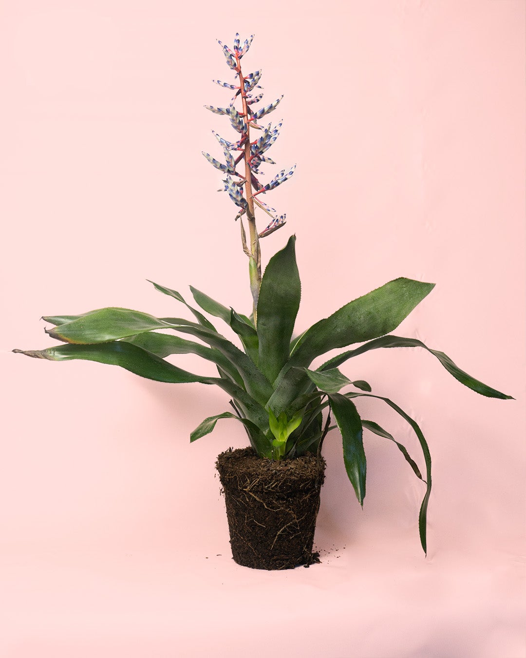 Aechmea Blue Rain | Plantas Naturales | Pur Plant | Leroy Merlin