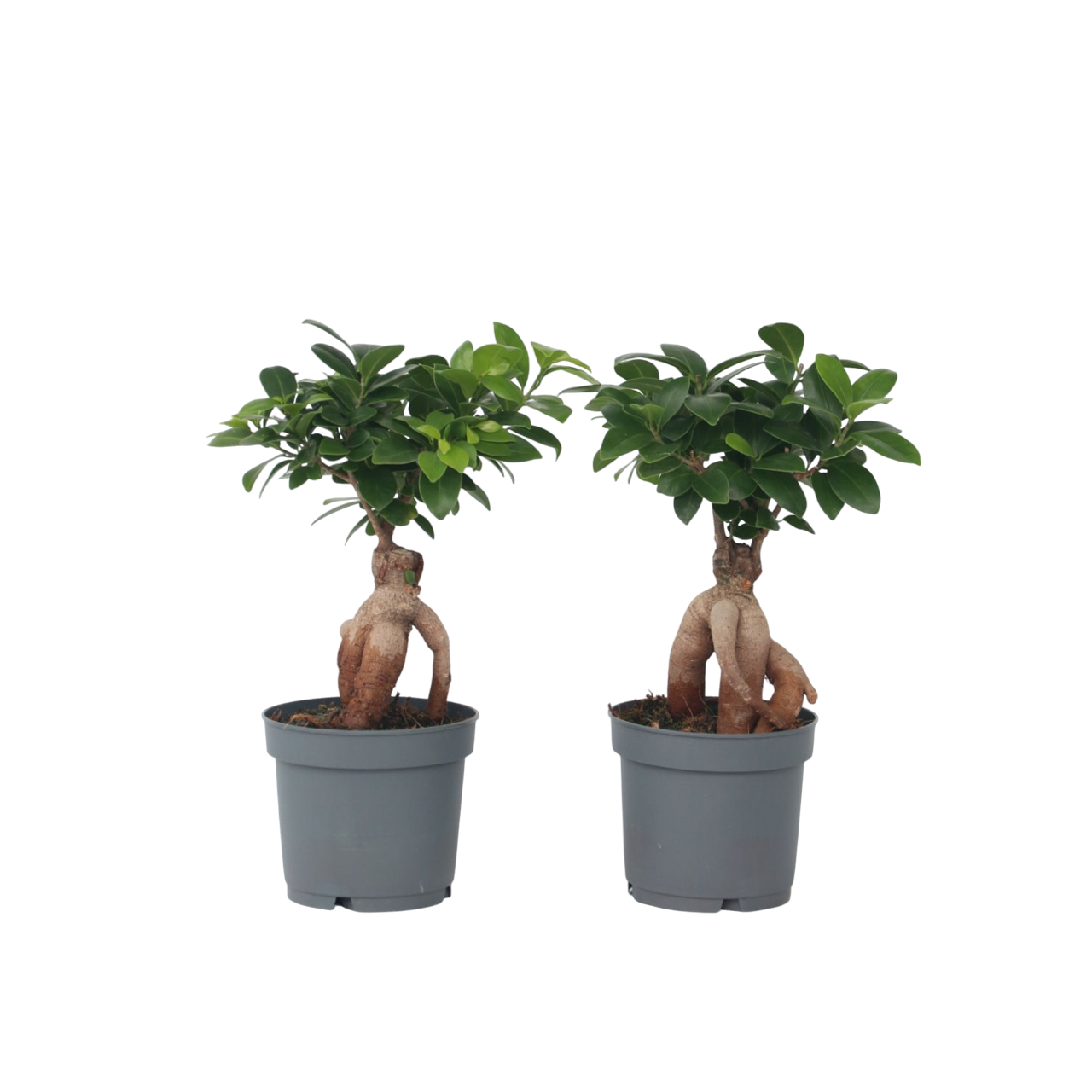 Laurel de Indias - 2 pzs - Ficus microcarpa - Altura 30-40cm - ⌀12cm | Leroy Merlin