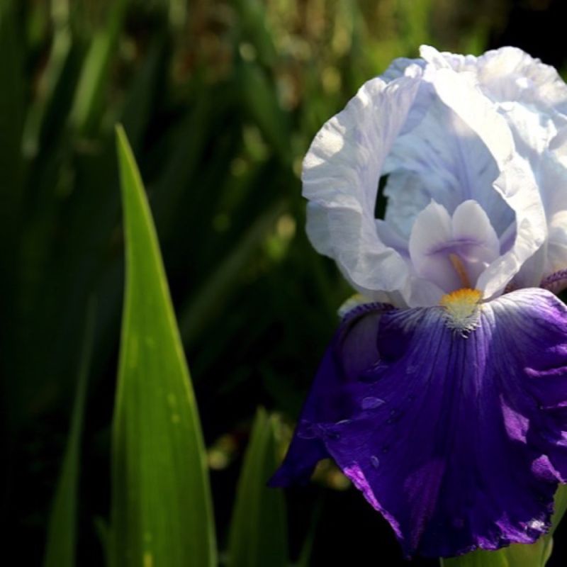 3 Iris Snowmound - Lot de 3 vivaces - Pépinières Naudet | Leroy Merlin