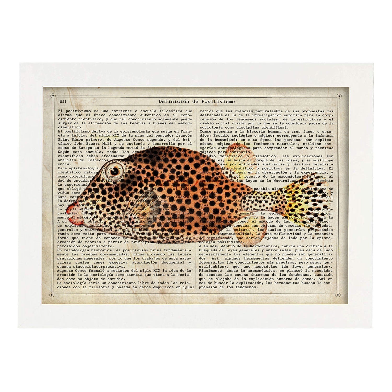Poster De Peces Marinos. Lamina De Pez Cofre Con Definicion. Diseño De ...