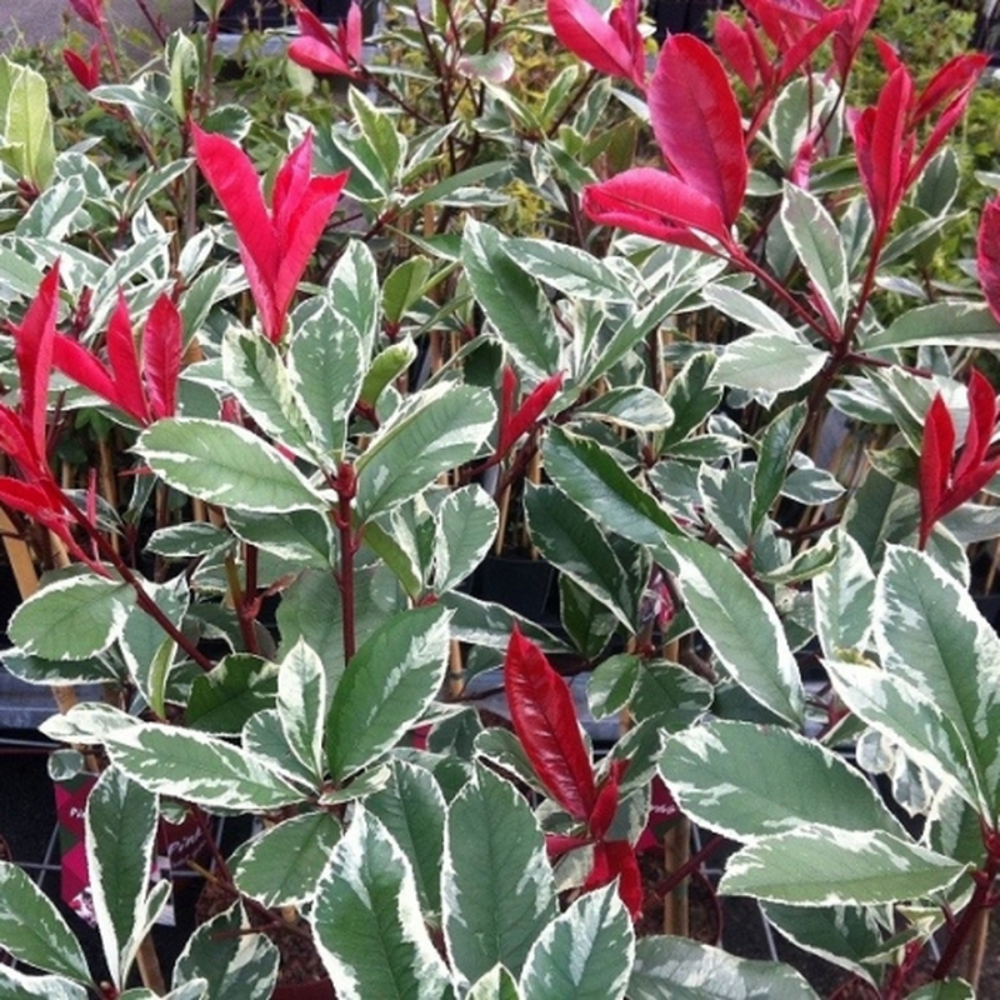 Pianta di PHOTINIA variegata LOUISE MECLARLOU cesp. h 70 cm VASO 18 ...