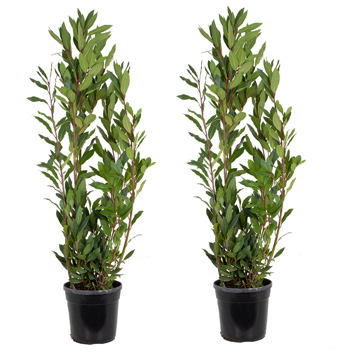 Lot de 2 - Laurus Nobilis - Laurier vrai - Plante de laurier - 80-100 ...