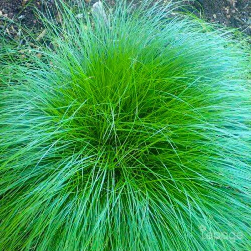 2 Laîches Rosée (Carex 'Rosea') - Lot de 2 godets - Pépinières Naudet ...