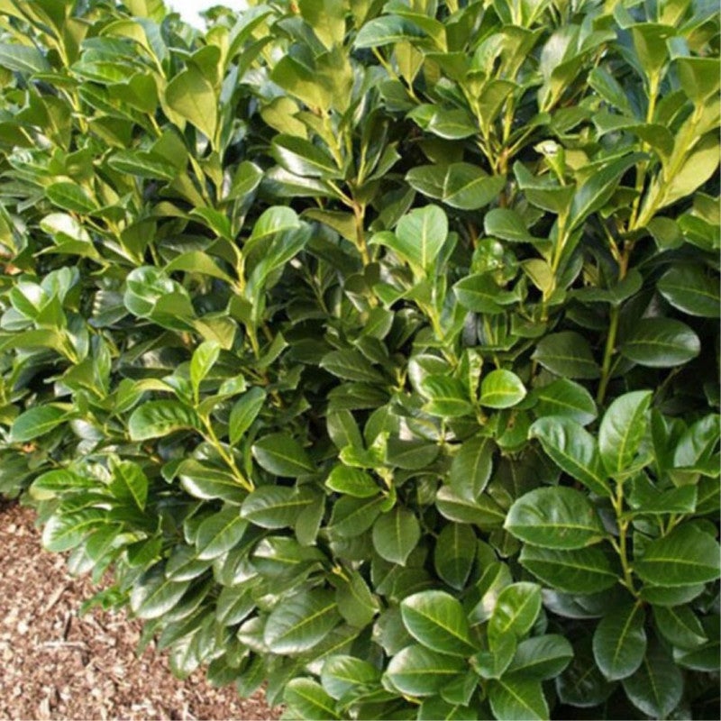 Laurier-cerise Etna - Prunus laurocerasus Etna en Pot 60/80cm | Leroy ...