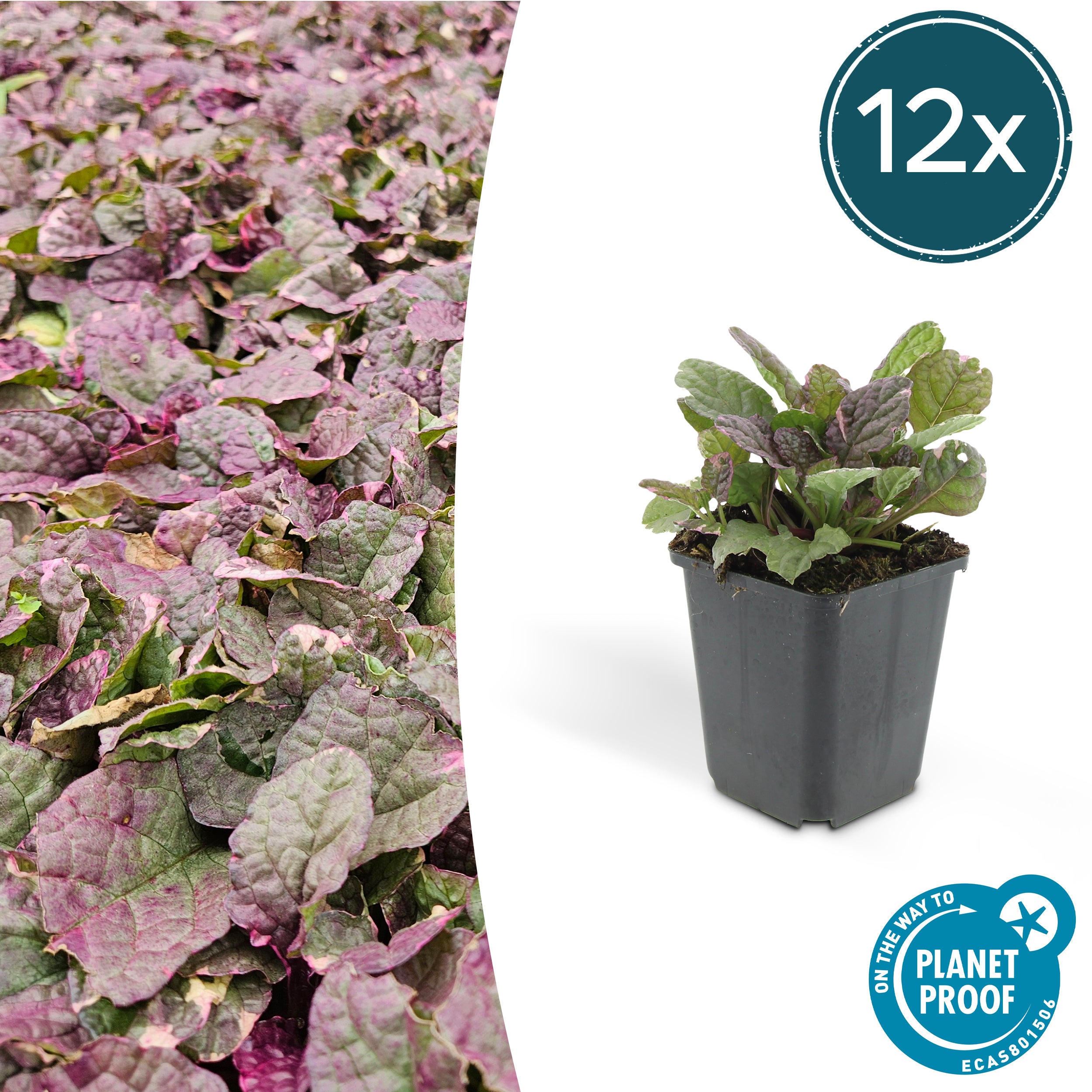 12x Planta Ajuga reptans 'Burgundy Glow' - ↕10-25cm (altura) - Ø9cm ...