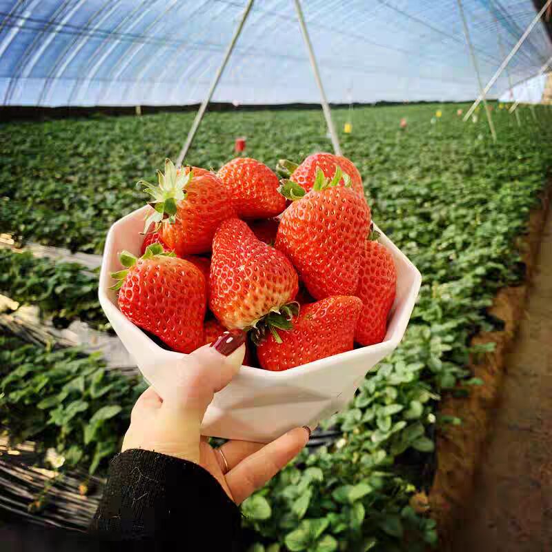 400 graines de fraises rouges, graines de fraises, graines de fruits ...