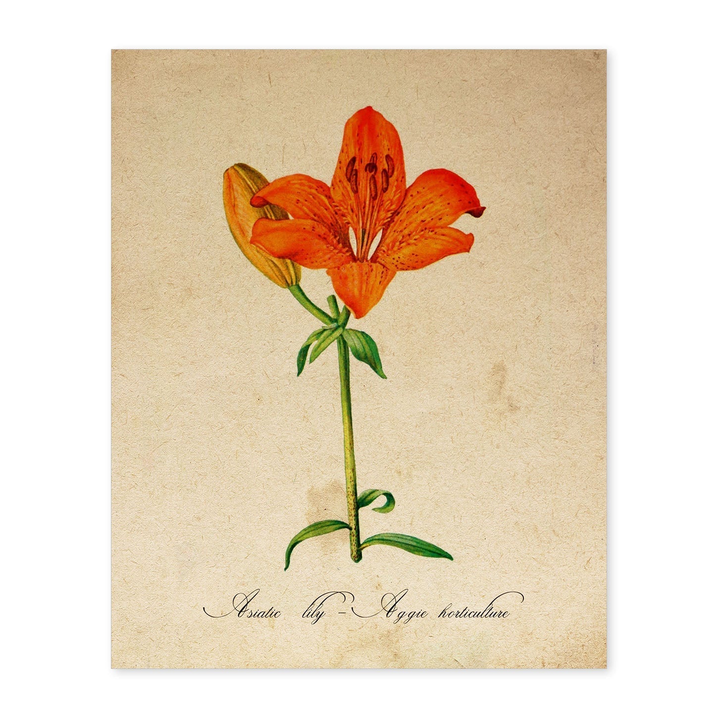 Affiche De Fleurs Vintage. Asatic Lily Lamina - Aggie Horticulture Avec ...