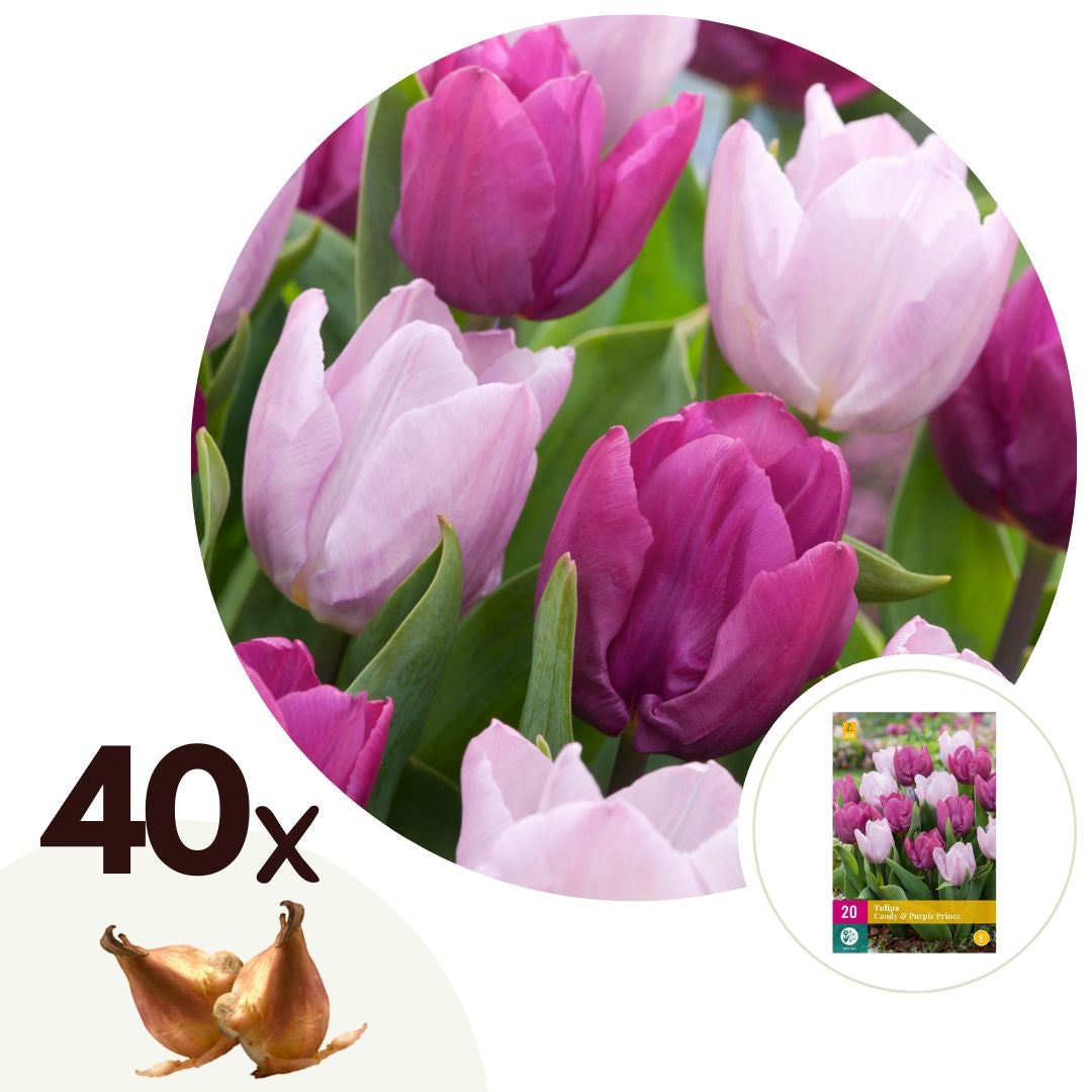 Tulipe - Set de 40 - Tulipa 'Prince Mix' - Bulbes à fleurs - Violet ...