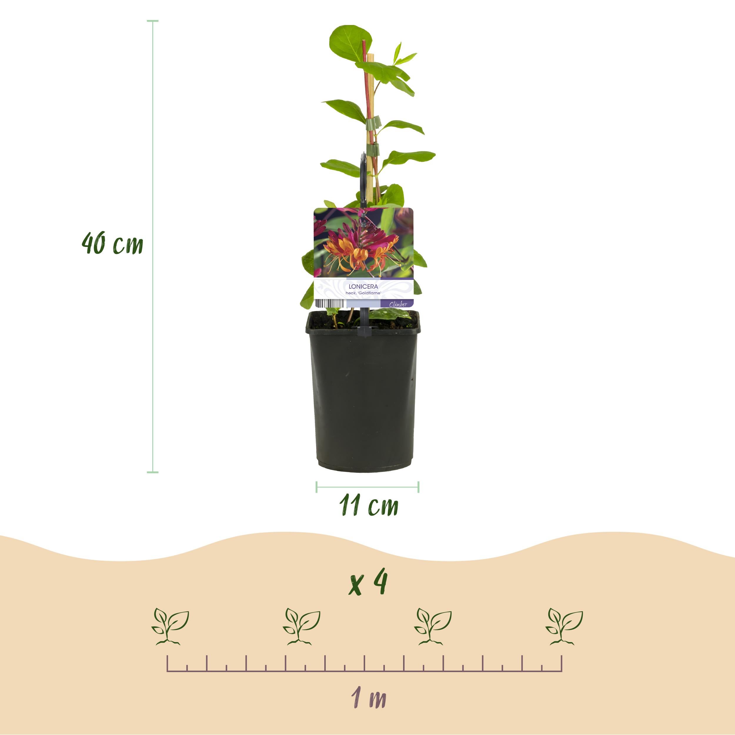 Green boutiQ – Chèvrefeuille Lonicera heckrottii Goldflame – Fleurs ...
