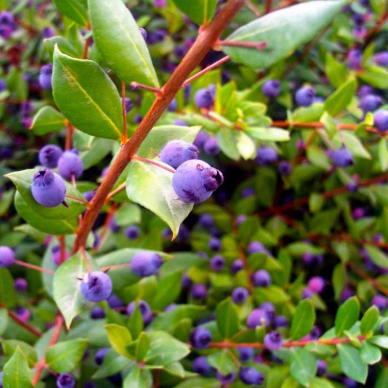 Myrte Commun (Myrtus Communis) - Godet - Taille 20/40cm - Pépinières ...