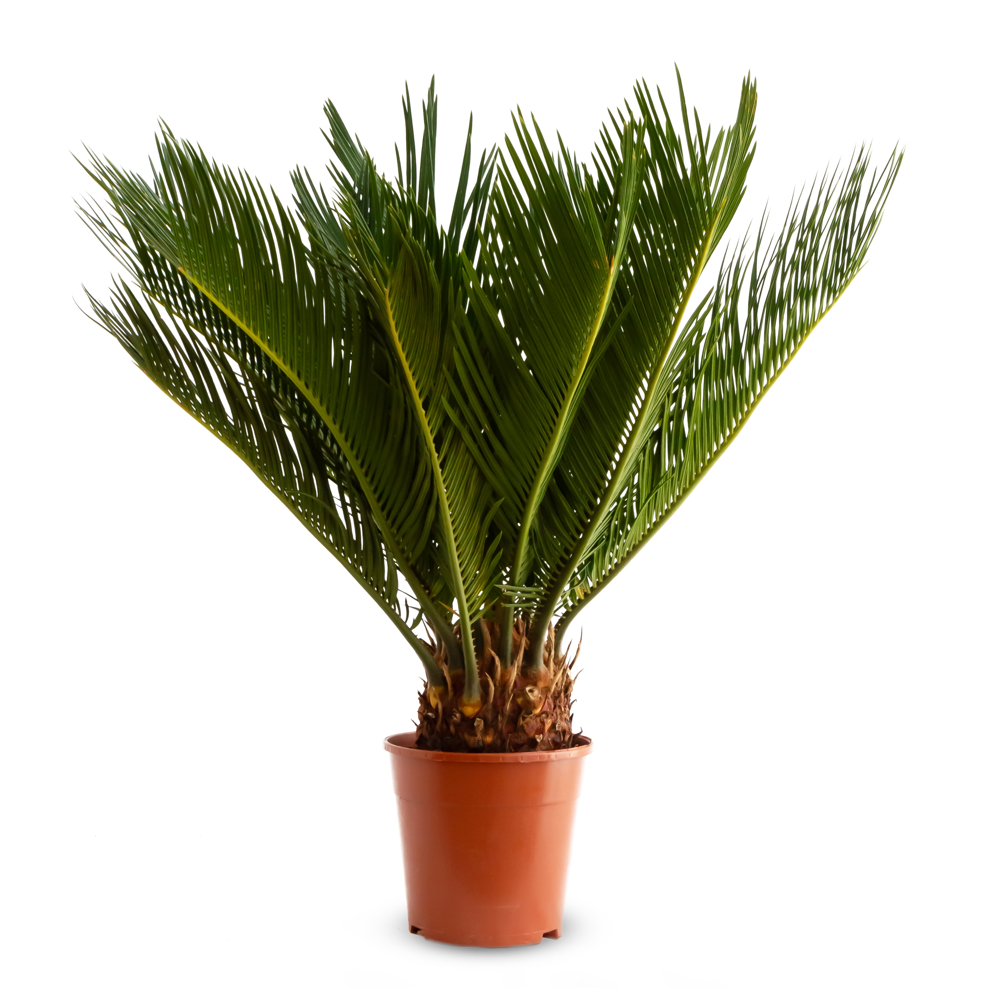 Palmera Cyca Revoluta Planta Natural en maceta de 15cm de diámetro ...