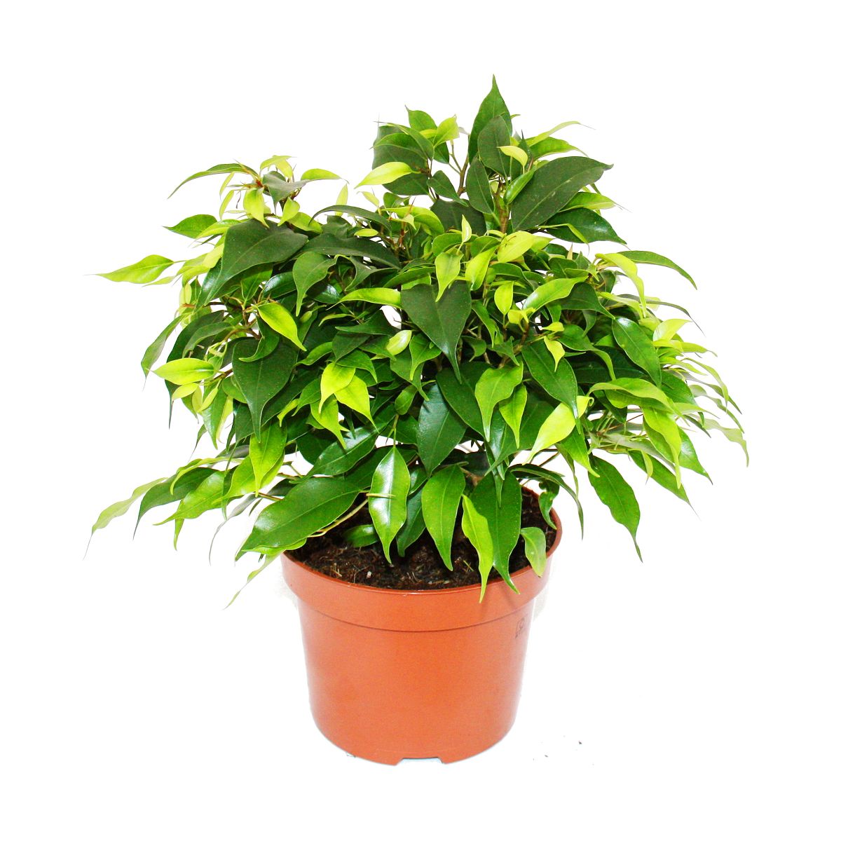 Fico cespuglioso piangente - Ficus benjamini "Kinky Green" - vaso da 12 ...