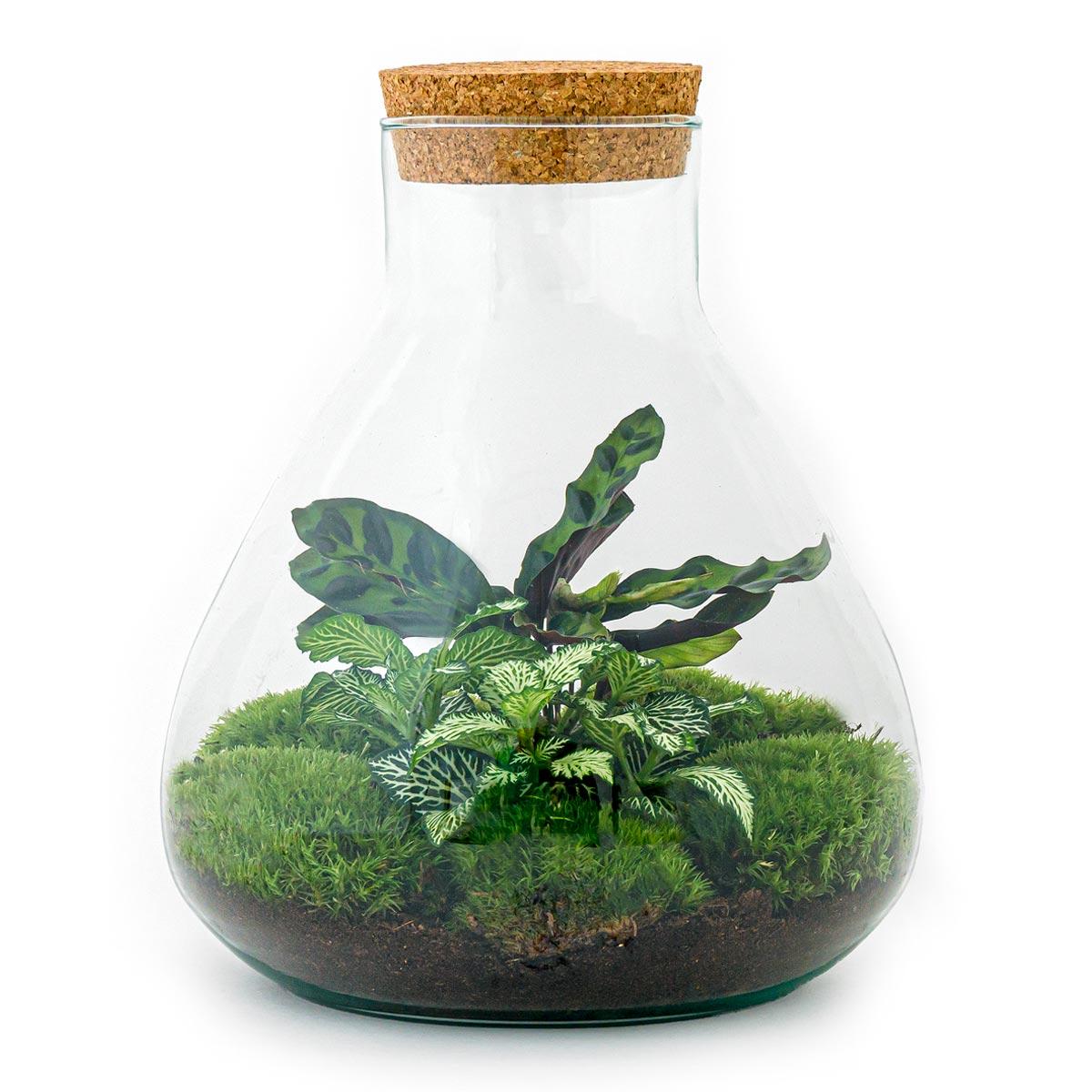 Jardin en bouteille "Sammie" - Terrarium pour plantes DIY - 27 cm ...