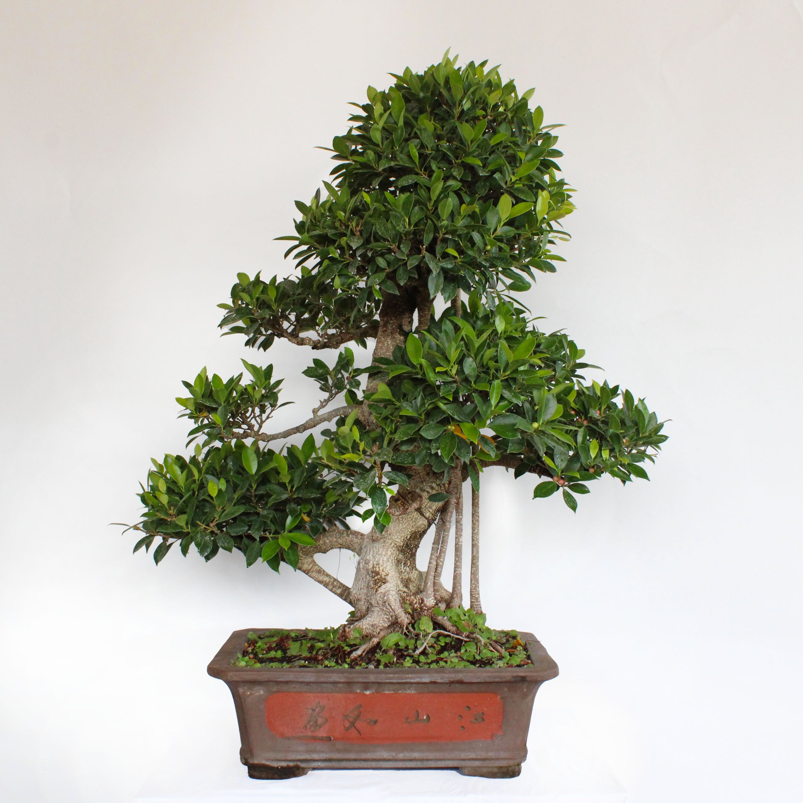 KENTIS - Bonsái Ficus Microcarpa - Bonsái Ficus Retusa - Planta de ...