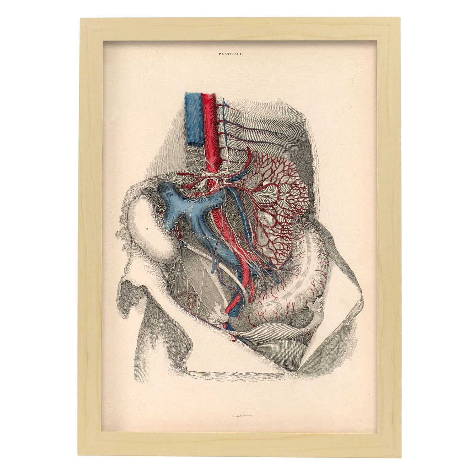 Nacnic Affiche De Dissection Abdominale Décoratives De L'anatomie Et De ...