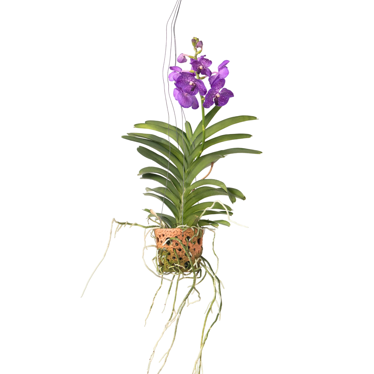 Orchidea Vanda - Vanda 'Blue' - Altezza 45-55cm - ⌀12cm | Leroy Merlin