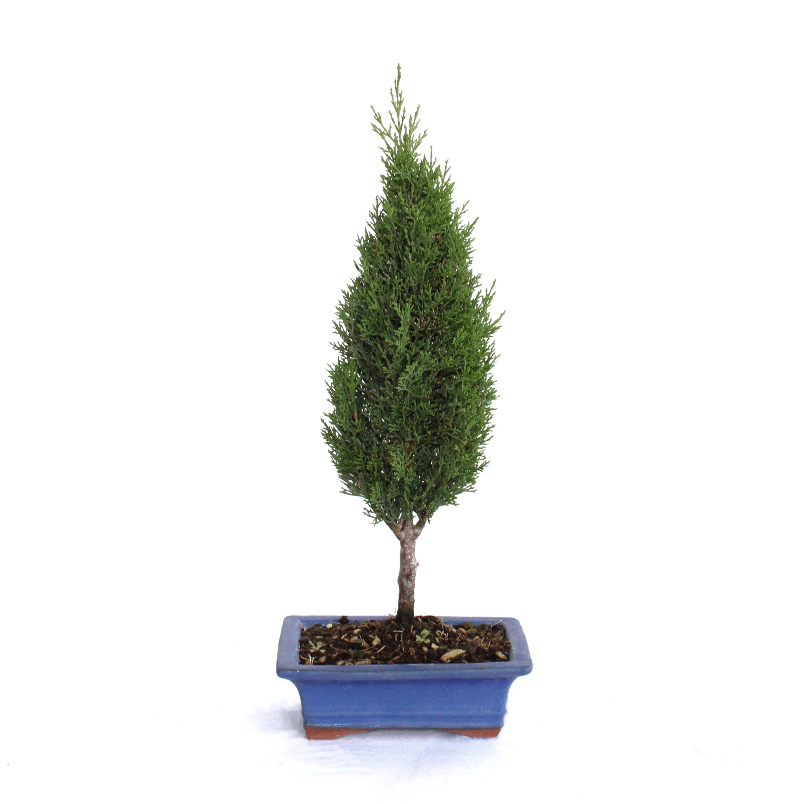 KENTIS - Bonsái Cupressus Sempervirens - Bonsái Ciprés - Plantas ...