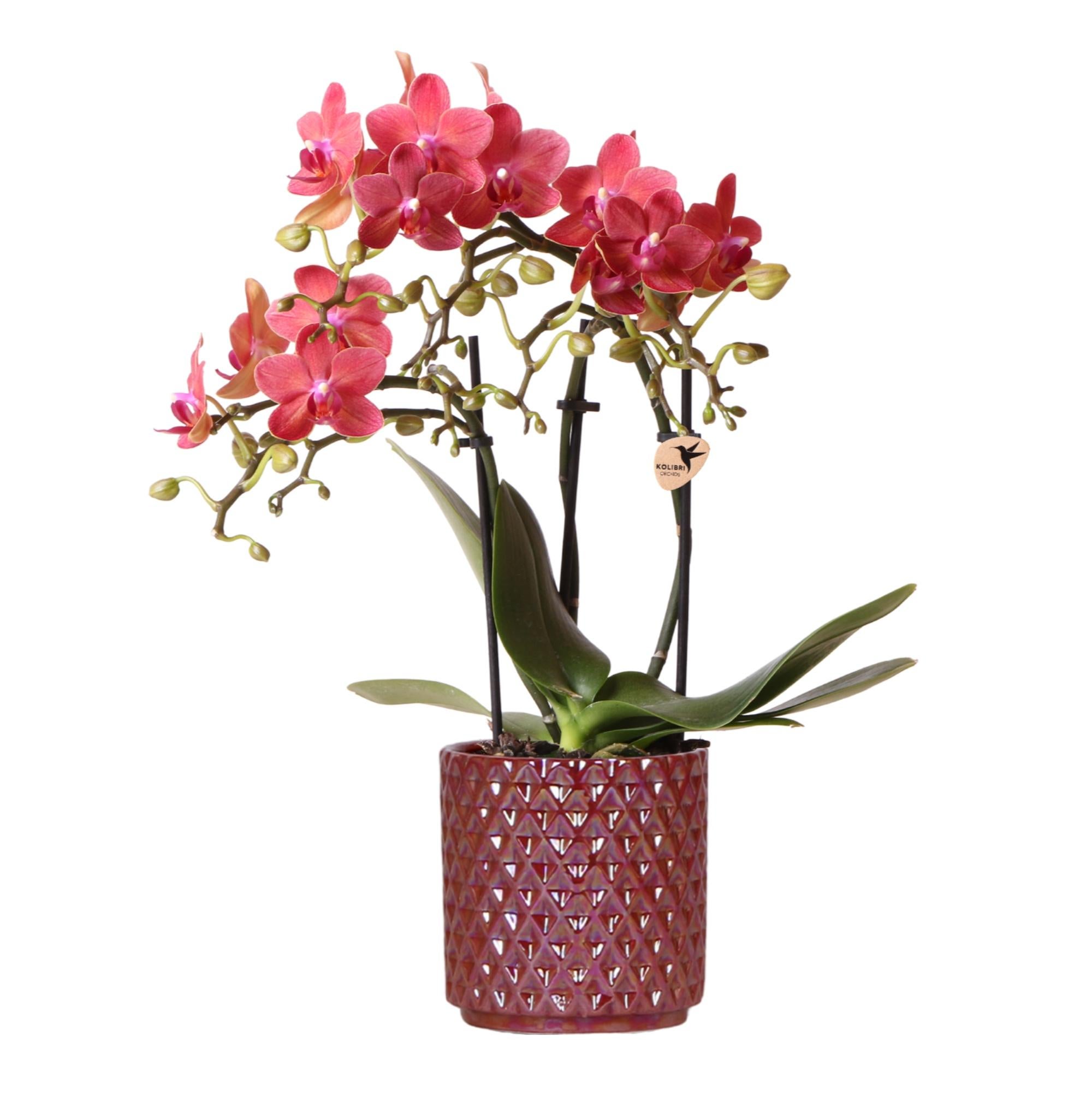 Orquídea Phalaenopsis Congo Roja Kolibri Orchids + Maceta Red Pearl ...