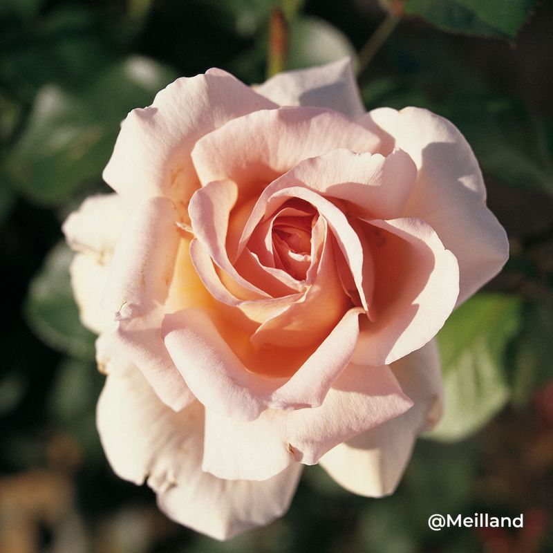 Rosier 'Andre Le Nôtre' ® (Rosa 'Andre Le Nôtre' ®) - Racines nues ...