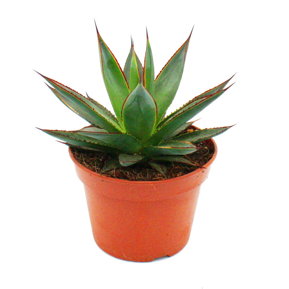 Agave "Shaka Zulu" - vaso da 15 cm - pianta grassa da appartamento ...