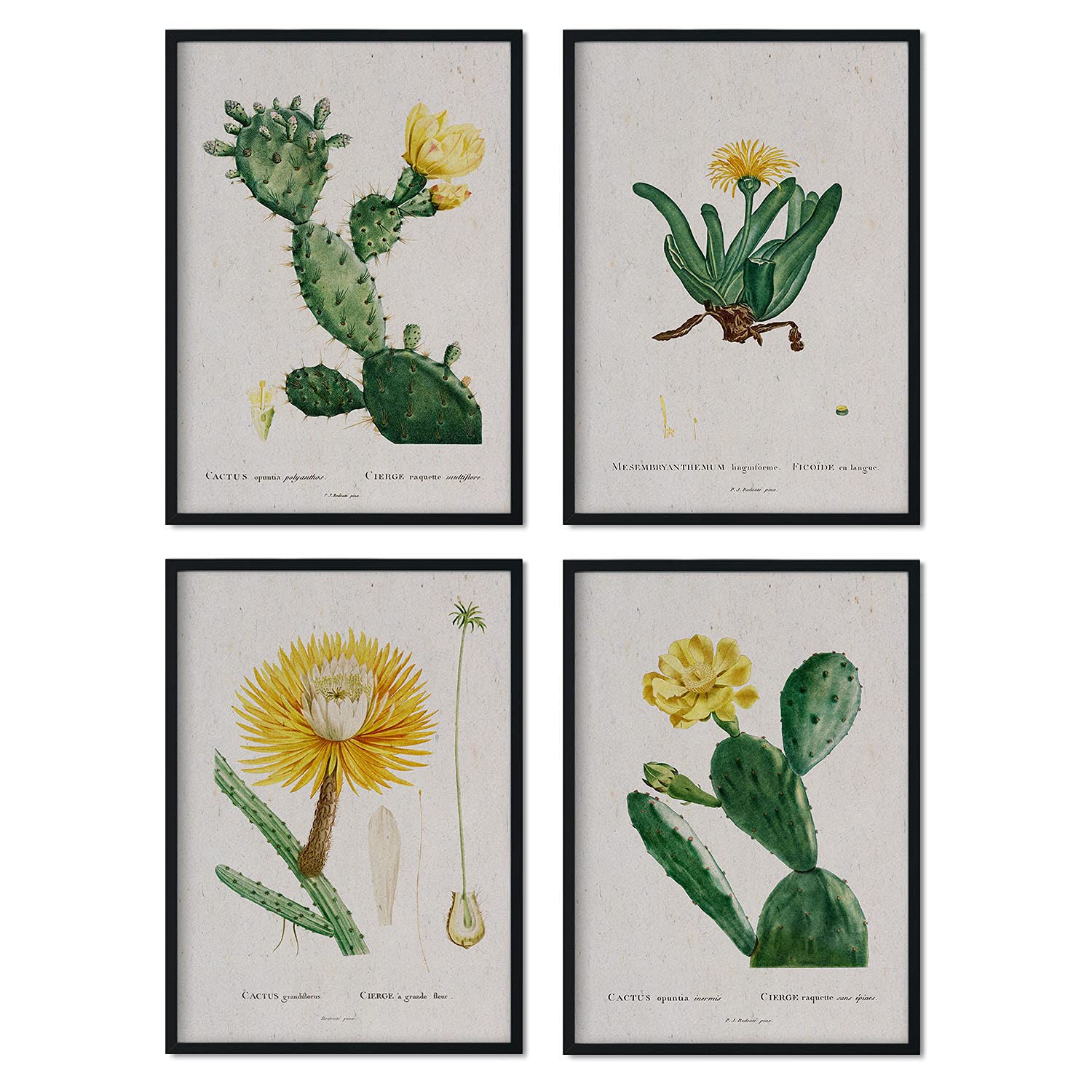 Pacchetto Di Lamiera Di Cactus Giallo. Poster Con Illustrazioni In ...