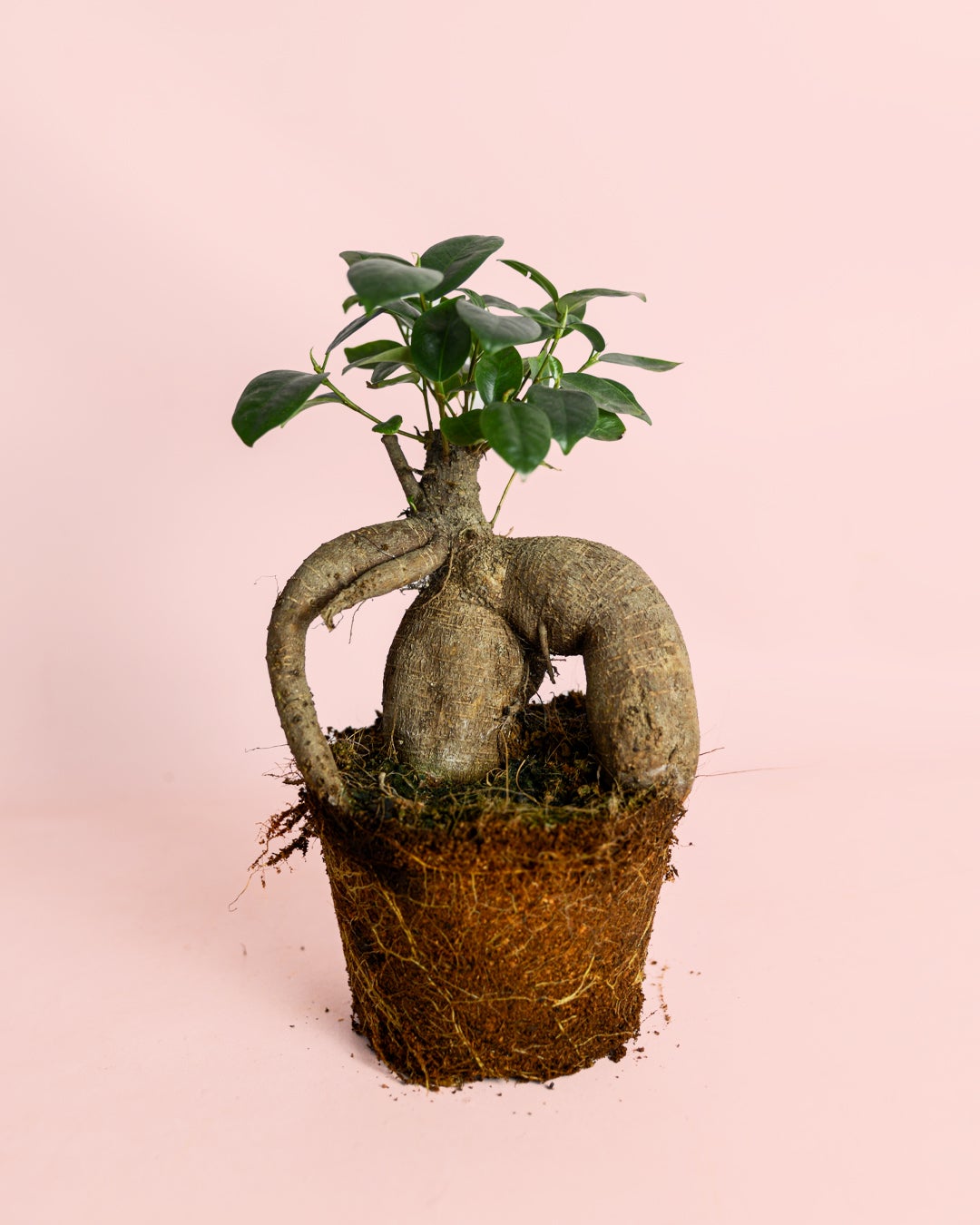 Ficus Ginseng L | Ficus Microcarpa L | Planta Natural | Pur Plant ...