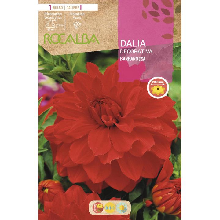 Bulbo Dalia decorativa Rojo terciopelo 1 unidad | Leroy Merlin
