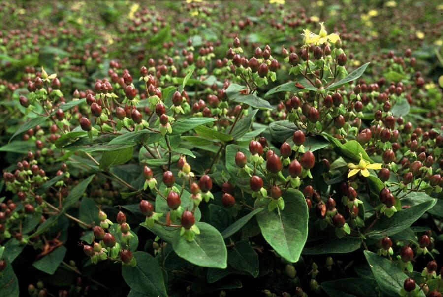20x Hypericum inodorum 'Rheingold' Ø9cm – Arbusto bajo con follaje ...