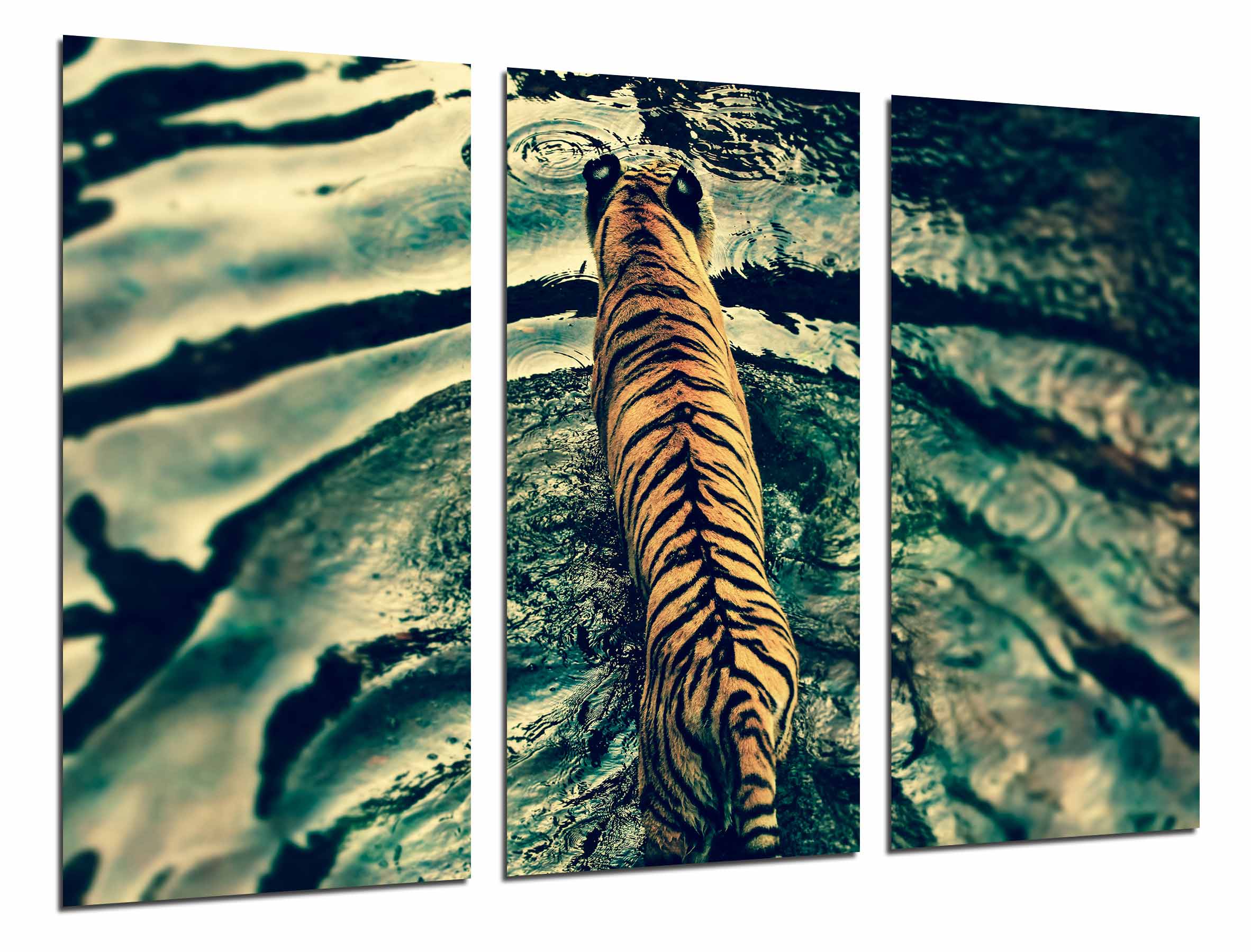 Tigre de Vengala dans la rivière, tirage photographique sur bois ...