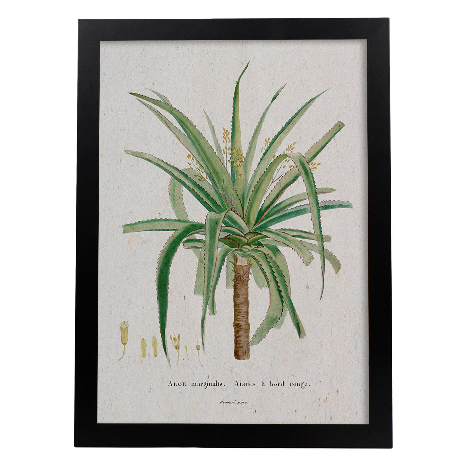 Scheda Naturale - 025. Poster Con Illustrazioni In Acquerello Di Pierre ...