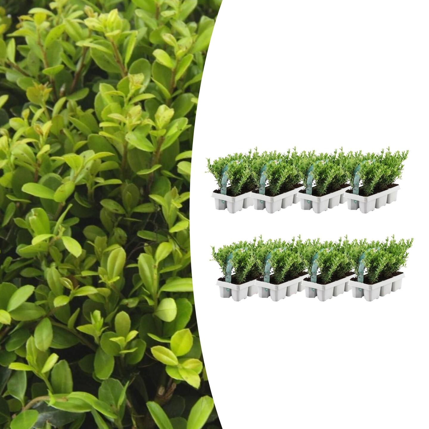 8×6 Ilex crenata 'Jenny' – Ø7 cm – ↕15 cm – Arbusto compacto perenne ...