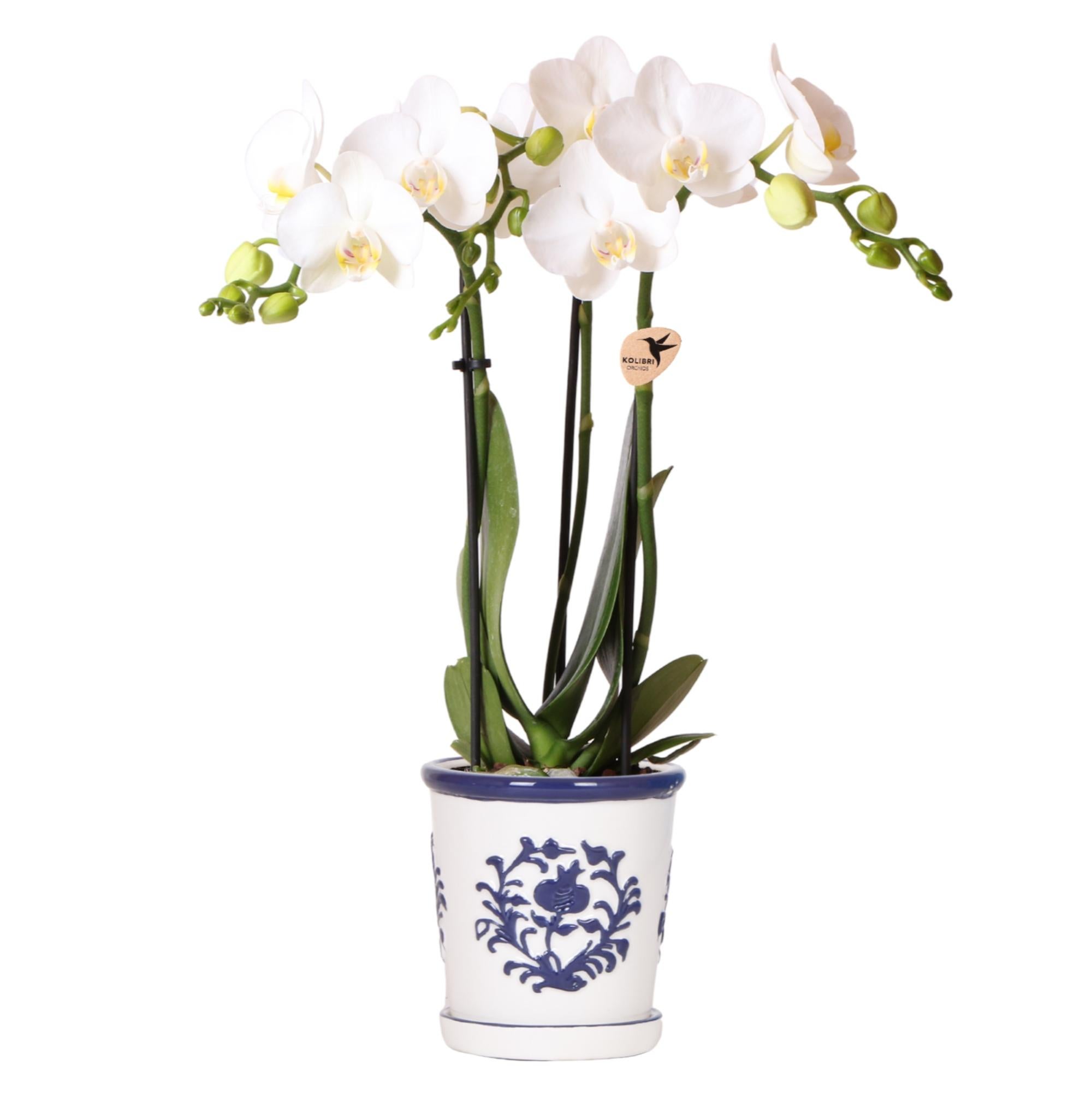 Colibrí Orquídeas orquídea Phalaenopsis blanca Amabilis + maceta ...