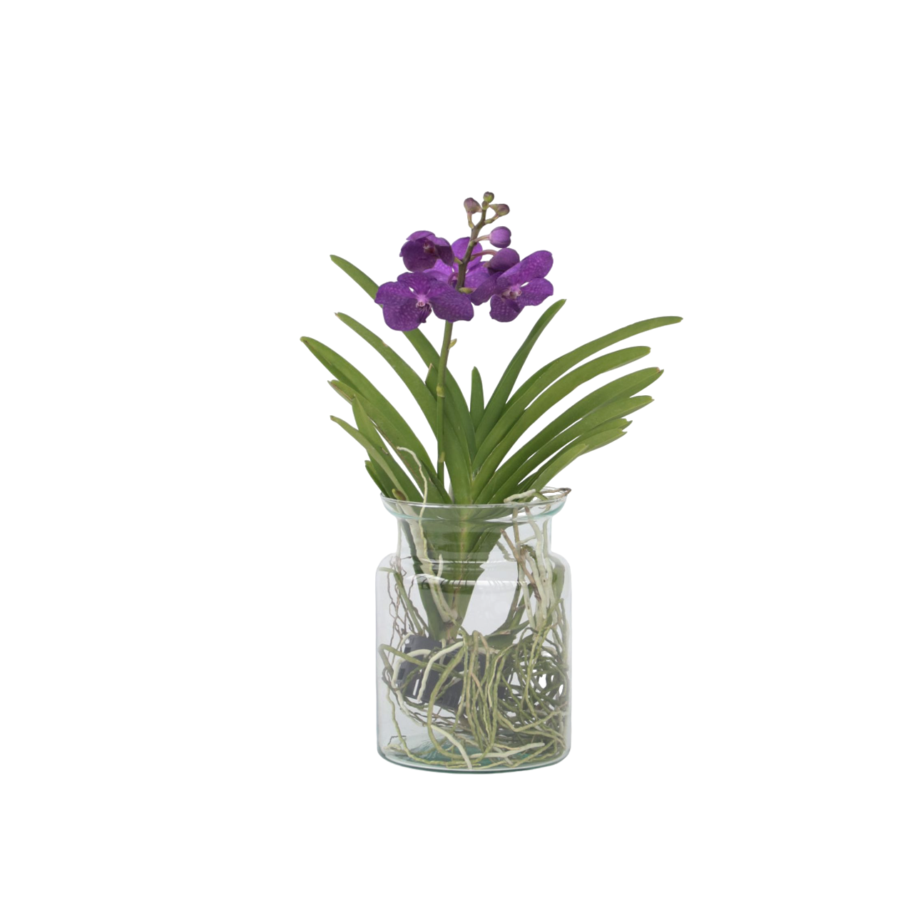 Orchidea Vanda - Vanda 'Blue' - Altezza 40-50cm - ⌀14cm | Leroy Merlin