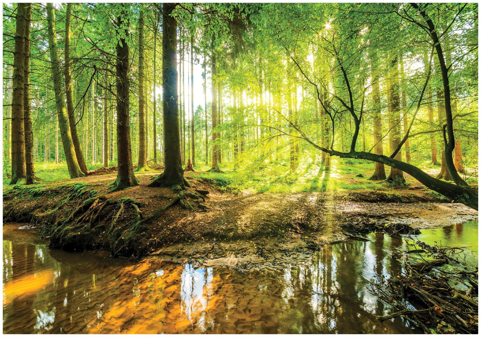 Papier Peint Intissé Panoramique Forêt Nature Vert 250x175 cm - Colle ...