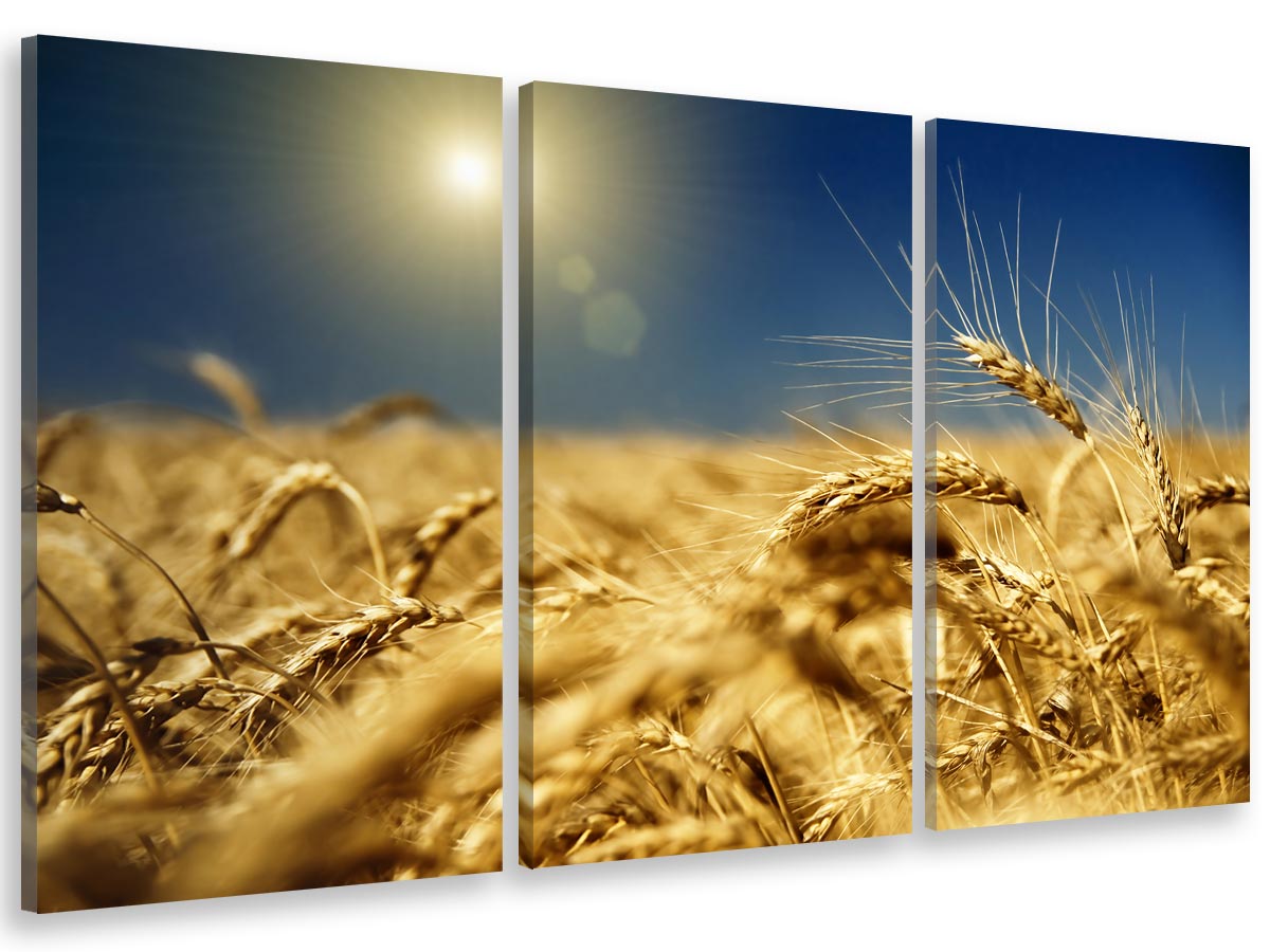 Tableau triptyque deco champs de blé couchant - 90x60 cm | Leroy Merlin