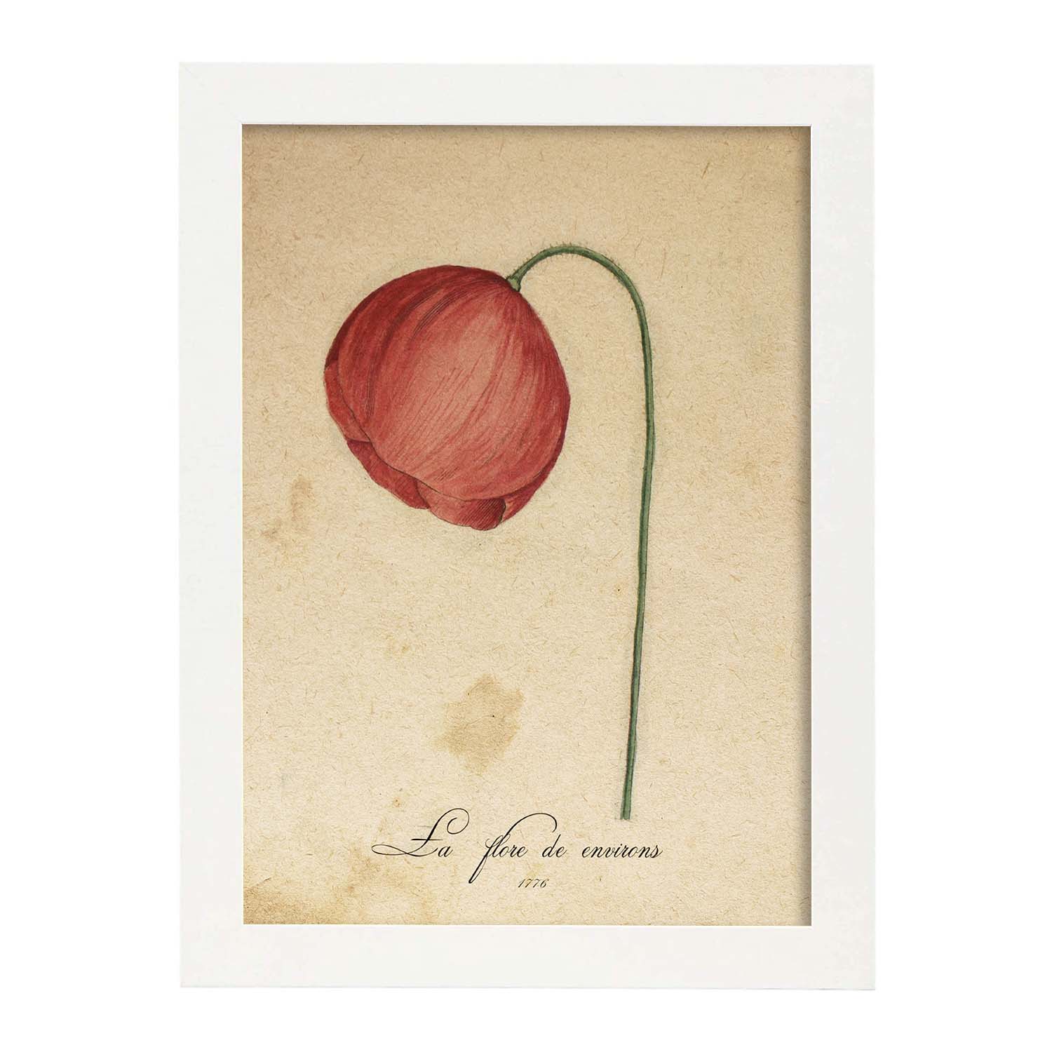 Poster De Flores Vintage. Lamina La Flore Des Environs 2 Con Diseño ...