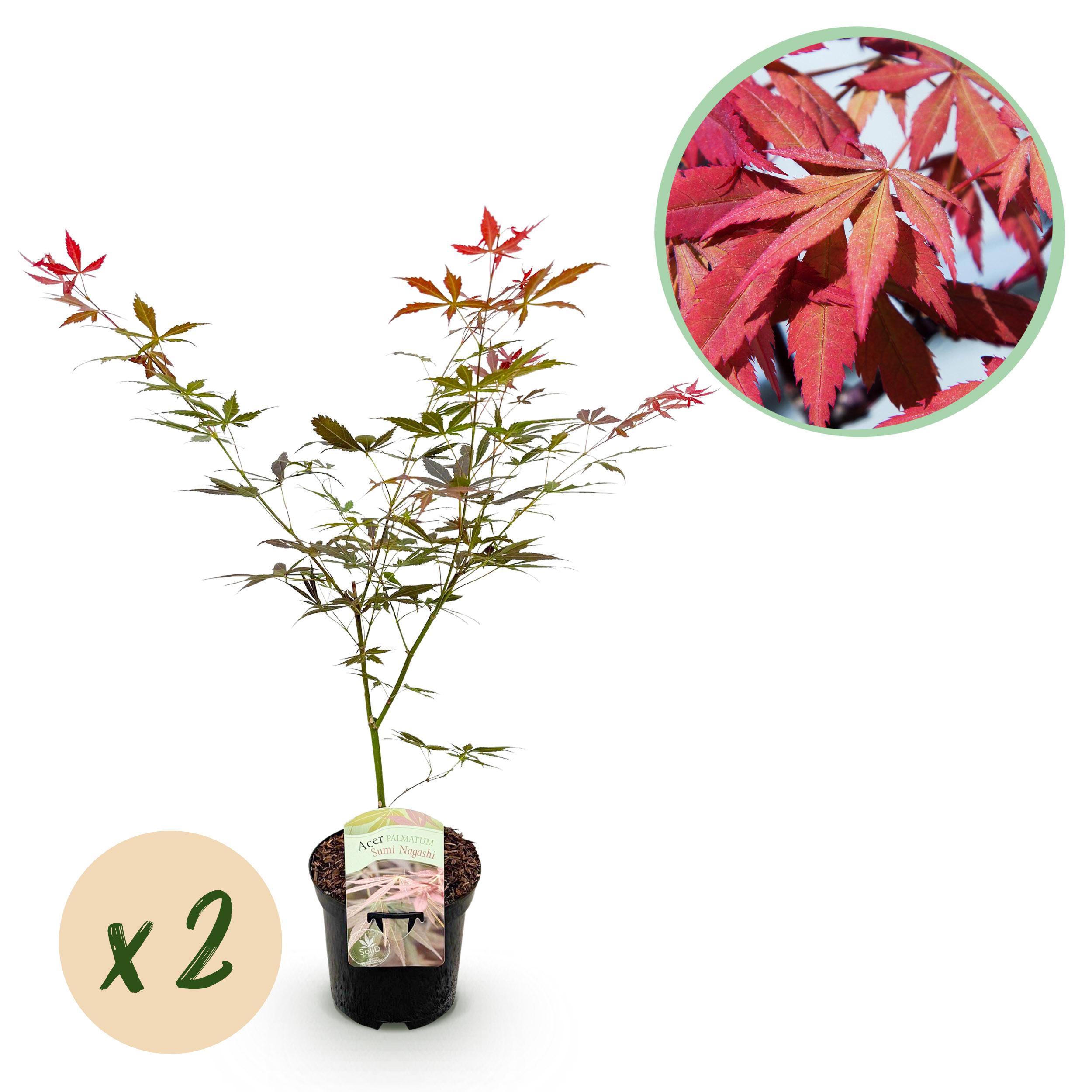 Green boutiQ Érable Japonais Acer palmatum Sumi-nagashi – 2 plantes ...