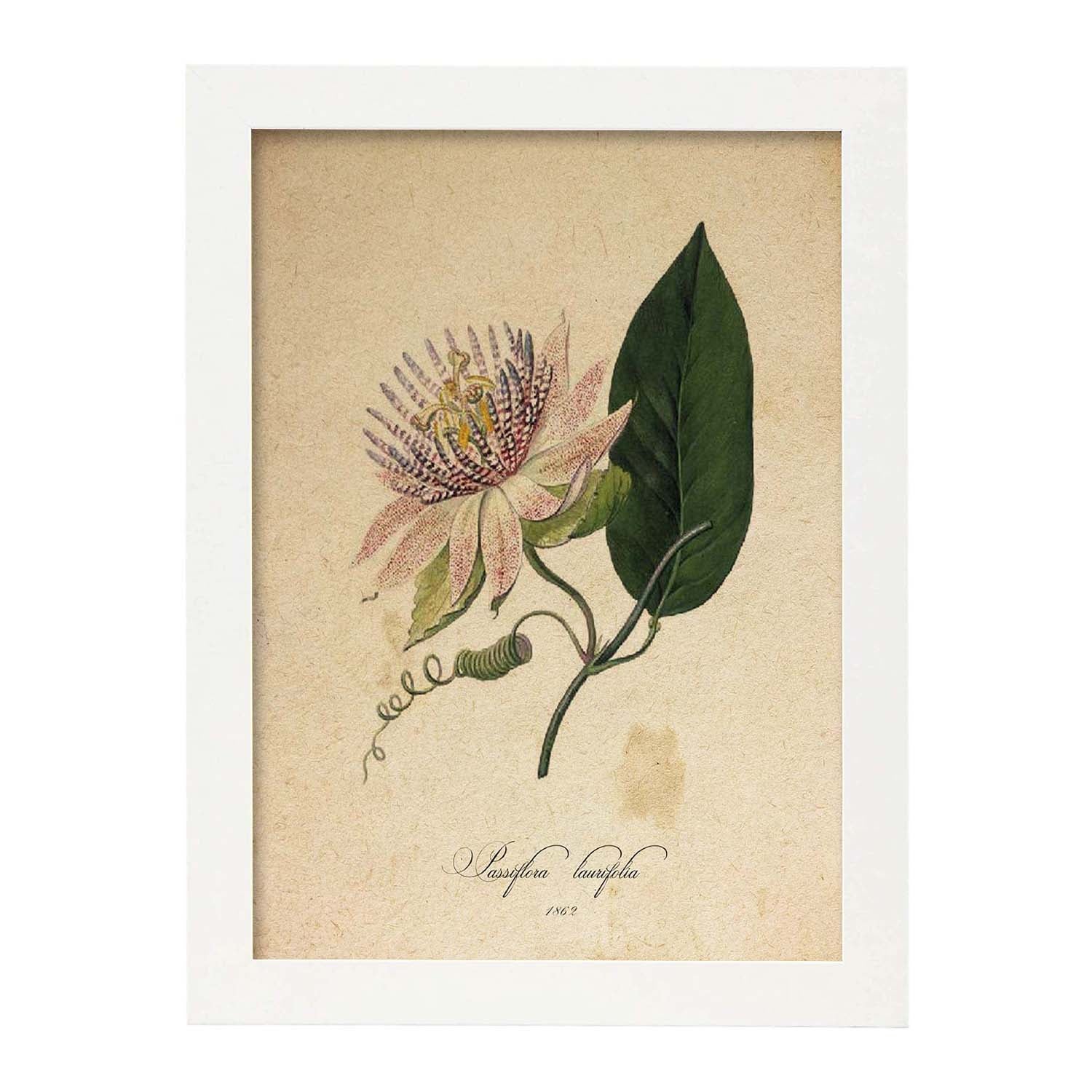 Affiche De Fleurs Vintage. Feuille Passiflora Avec Conception Vintage ...