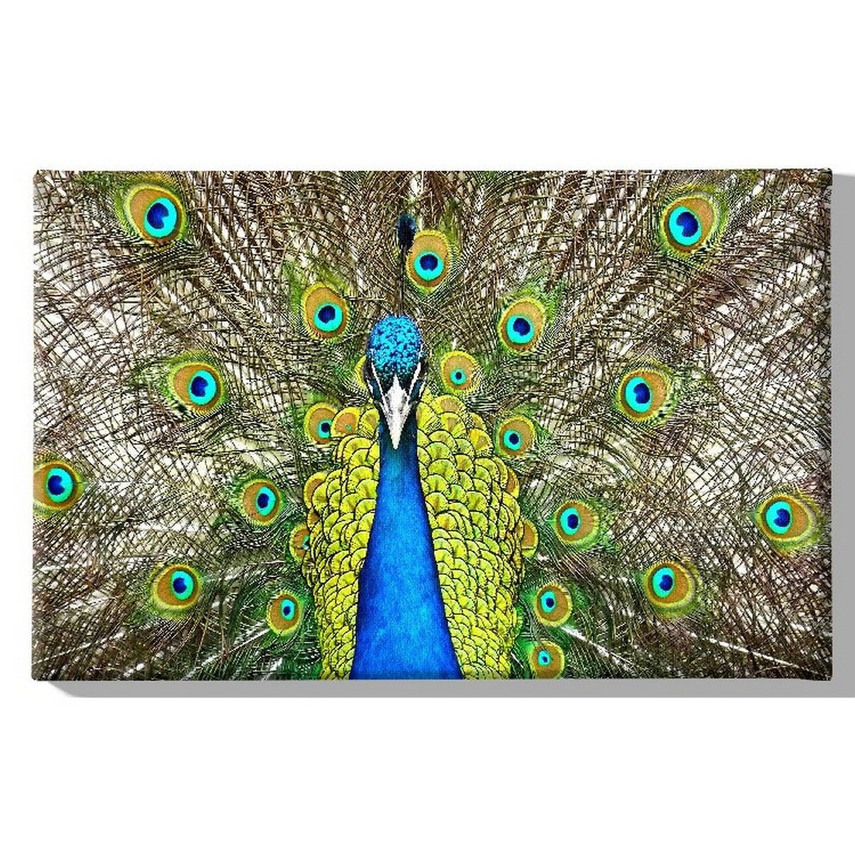 Impresión sobre Lienzo Pavo Real, Poliéster, Verde, EPIKASA | Leroy Merlin