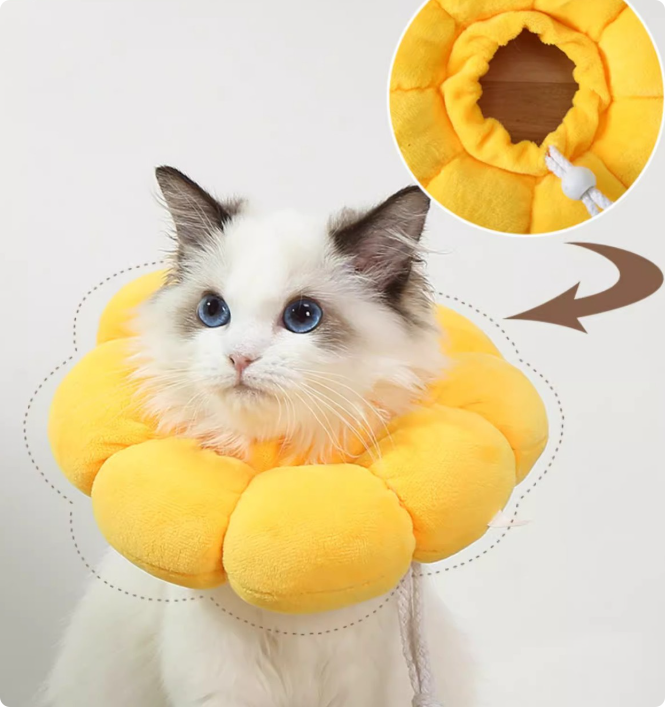 M Cône de convalescence Tournesol pour chat, collier élisabéthain ...